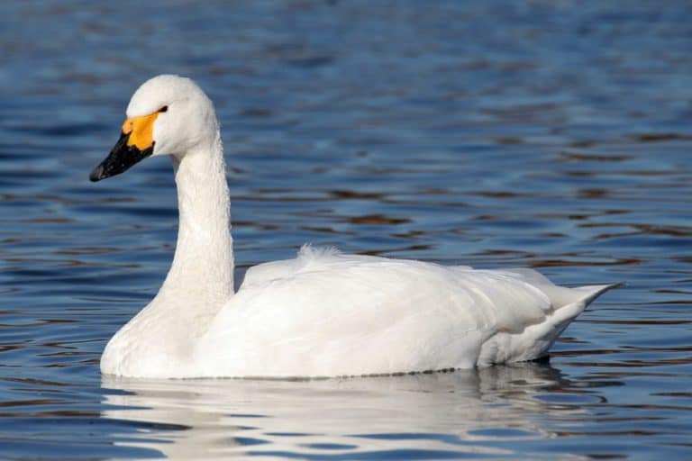 Where Do Swans Go in the Winter? Migration Guide of Most Common Swans