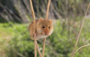 Harvest Mouse, Everything You Need to Know, a Guide, with Images