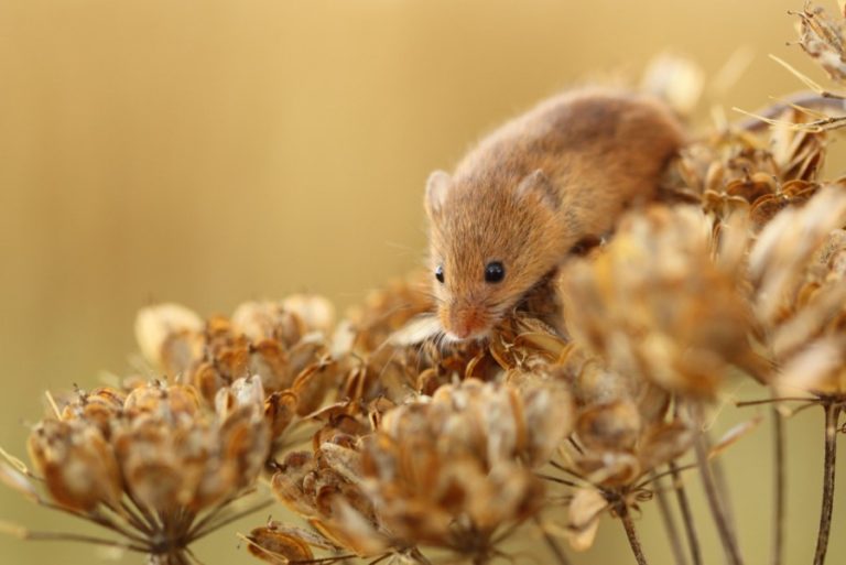 Harvest Mouse, Everything You Need to Know, a Guide, with Images