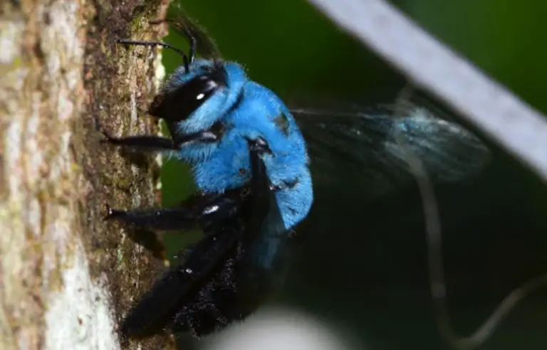 Blue Carpenter Bee, Location, Habitat, Behavior , Honey, Images and More