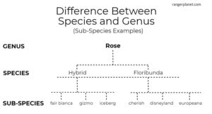 Difference Between Species And Genus, Simple Guide, Examples
