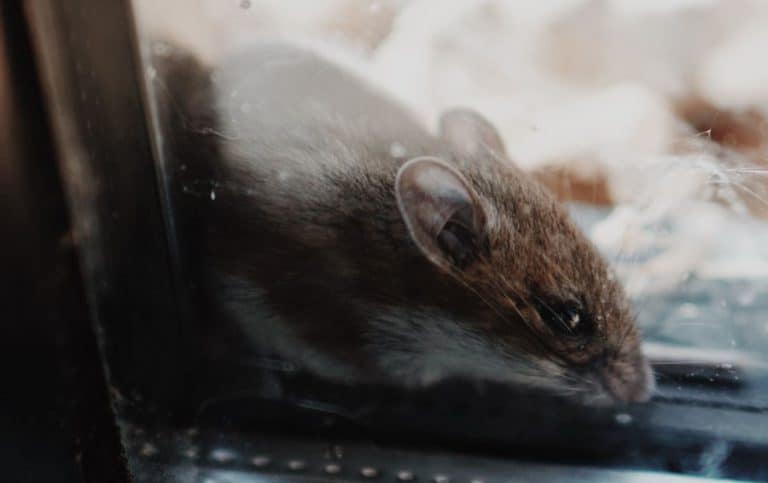 What Do Mice Eat? the List of Mouse Food Preferences