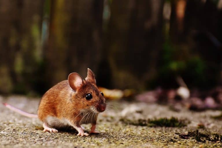 What Do Mice Eat? the List of Mouse Food Preferences