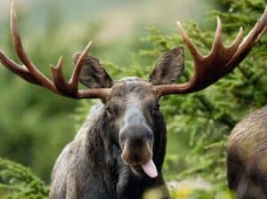 How Fast Can a Moose Run? Can You Outrun One? Here’s What To Do