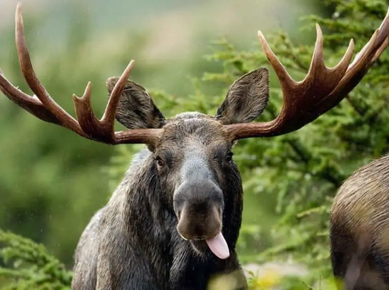 How Fast Can a Moose Run? Can You Outrun One? Here’s What To Do