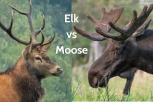 Elk vs Moose, Differences, How to Tell, a Quick Guide