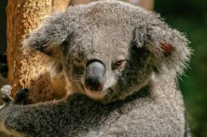 Are Koalas Dangerous? Here’s When, How, and Why. a Guide