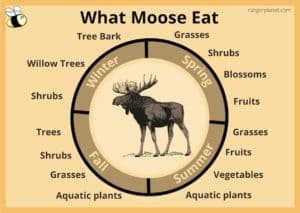 What Do Moose Eat? Moose Diet by Season and Location