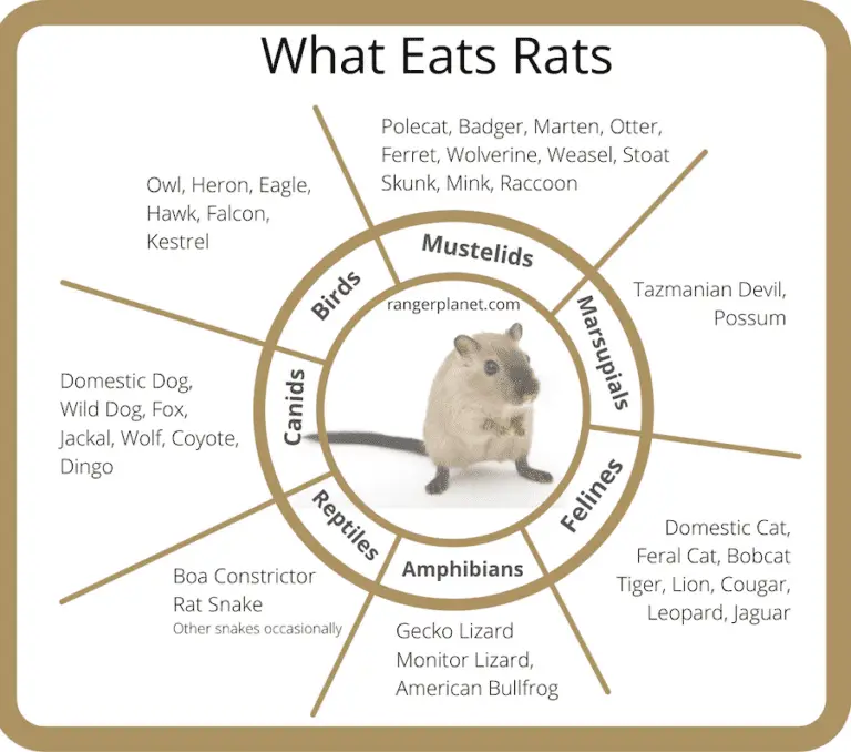 What Eats Rats: Complete List of 38 Rat Predators